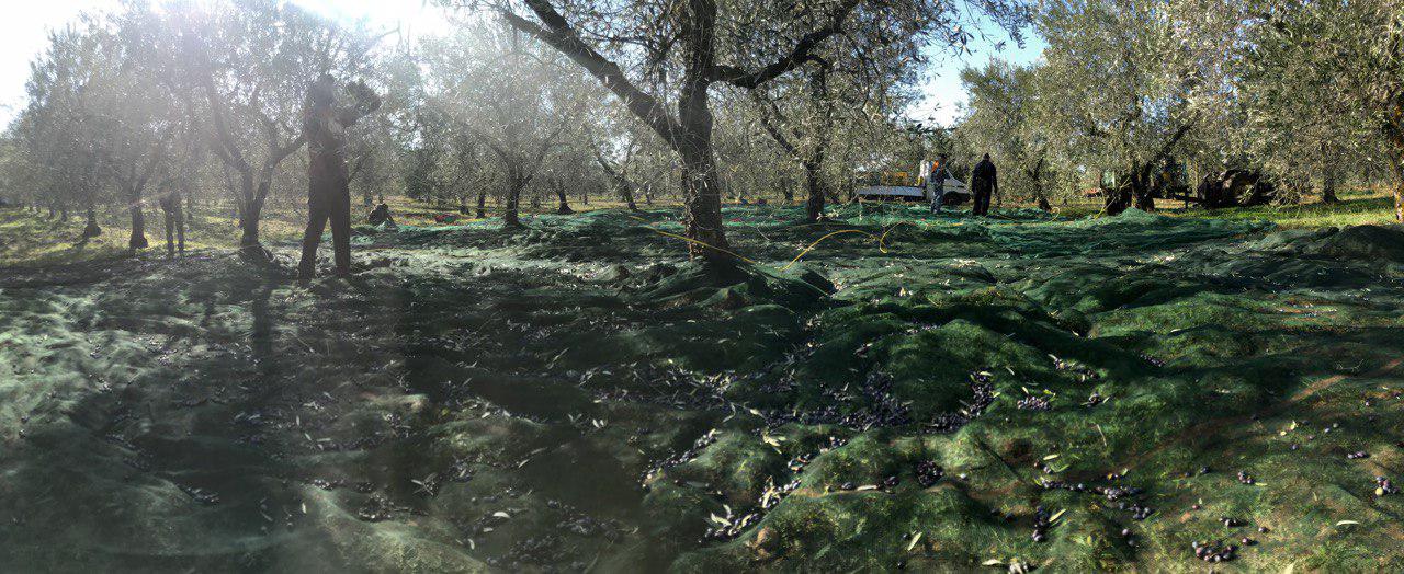 Le Ferre | Bottle-Up